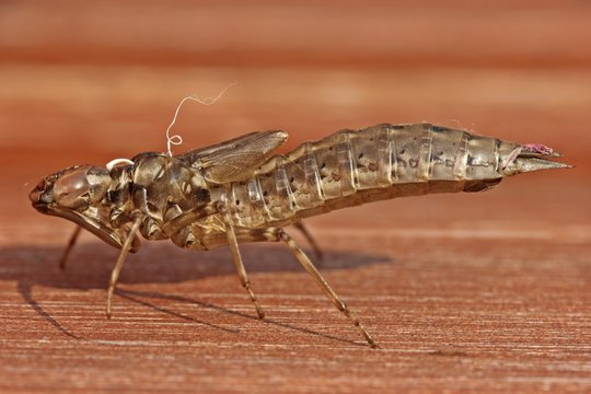 Aeschna Bilder – Durchsuchen 1,802 Archivfotos, Vektorgrafiken und ...