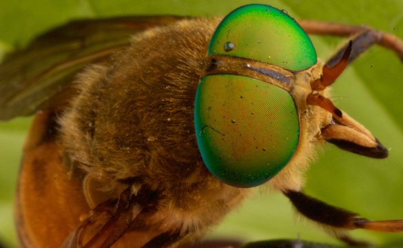 Tafano Images – Browse 48 Stock Photos, Vectors, and Video | Adobe Stock