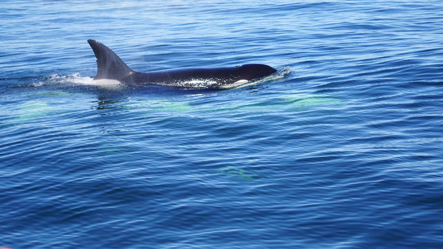 Flasse Images – Browse 3 Stock Photos, Vectors, and Video | Adobe Stock