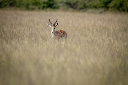 Bushveld Images – Browse 10,982 Stock Photos, Vectors, and Video ...