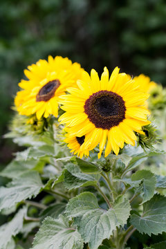 Solros Images – Browse 32 Stock Photos, Vectors, and Video | Adobe Stock