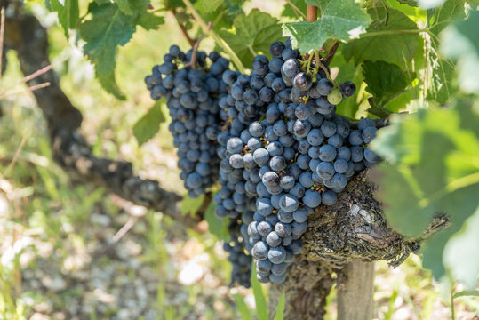 "Sarment De Vigne" Immagini - Sfoglia 43 foto, vettoriali e video Stock ...