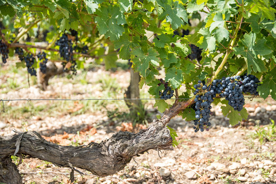 "Sarment De Vigne" Immagini - Sfoglia 43 foto, vettoriali e video Stock ...