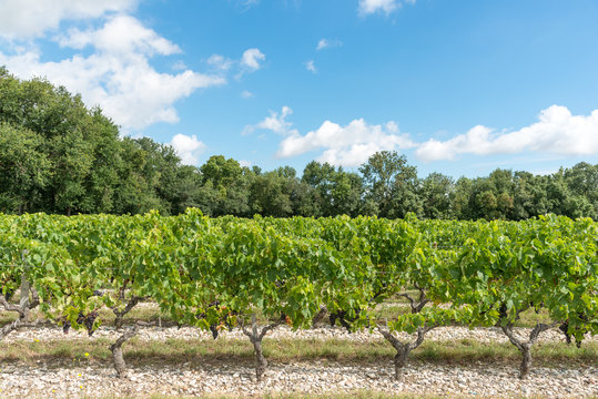 "Sarment De Vigne" Immagini - Sfoglia 43 foto, vettoriali e video Stock ...