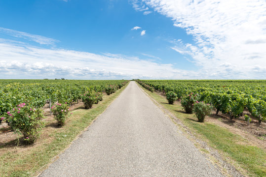 "Sarment De Vigne" Immagini - Sfoglia 43 foto, vettoriali e video Stock ...