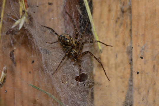 Spind bilder – Bläddra bland 388 stockfoton, vektorer och videor ...