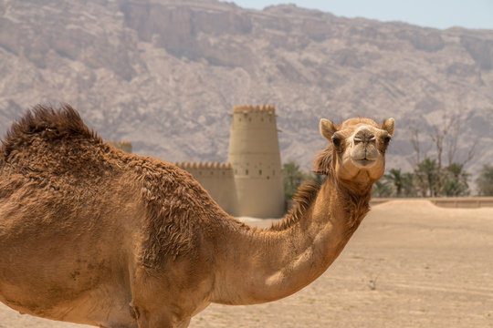 รูปภาพJabel – เลือกดูภาพถ่ายสต็อก เวกเตอร์ และวิดีโอ342 | Adobe Stock