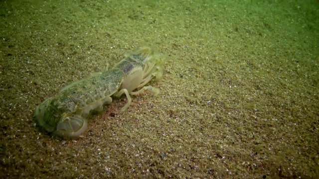 รูปภาพPleocyemata – เลือกดูภาพถ่ายสต็อก เวกเตอร์ และวิดีโอ157 | Adobe Stock