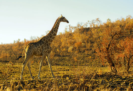 Jiraf Images – Browse 39 Stock Photos, Vectors, and Video | Adobe Stock