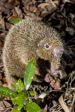 Piassava Imagens – Procure 60 fotos, vetores e vídeos | Adobe Stock