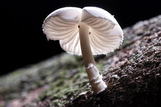 Imágenes de Saprofagos: descubre bancos de fotos, ilustraciones ...