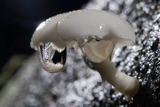 Imágenes de Saprofagos: descubre bancos de fotos, ilustraciones ...