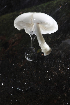 Saprofagos Images – Browse 13 Stock Photos, Vectors, and Video | Adobe ...