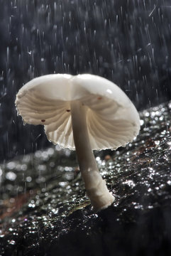 Saprofagos Images – Browse 13 Stock Photos, Vectors, and Video | Adobe ...