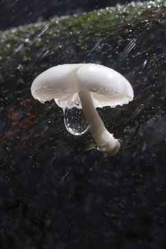 Imágenes de Saprofagos: descubre bancos de fotos, ilustraciones ...