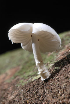 Saprofagos Images – Browse 13 Stock Photos, Vectors, and Video | Adobe ...