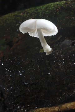 Saprofagos Images – Browse 13 Stock Photos, Vectors, and Video | Adobe ...