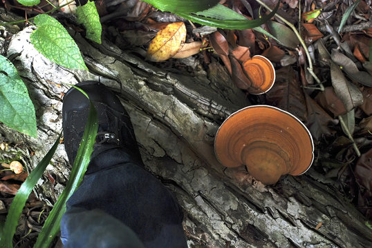 Imágenes de Saprofagos: descubre bancos de fotos, ilustraciones ...