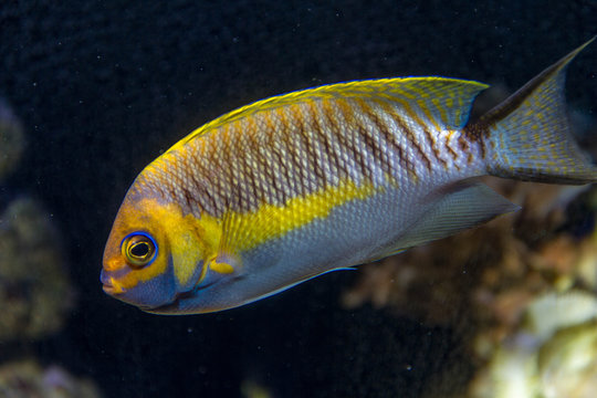 Swallowtail Angelfish