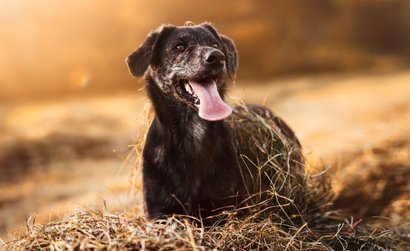 รูปภาพSchokobraun – เลือกดูภาพถ่ายสต็อก เวกเตอร์ และวิดีโอ220 | Adobe Stock