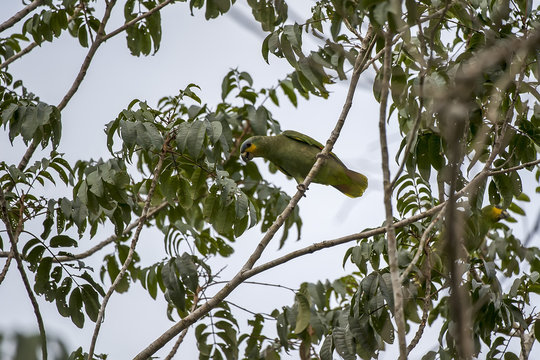 รูปภาพPapagaios – เลือกดูภาพถ่ายสต็อก เวกเตอร์ และวิดีโอ84 | Adobe Stock