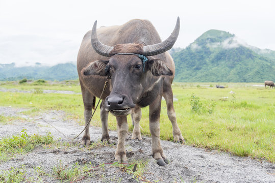 รูปภาพCarabao – เลือกดูภาพถ่ายสต็อก เวกเตอร์ และวิดีโอ2,944 | Adobe Stock