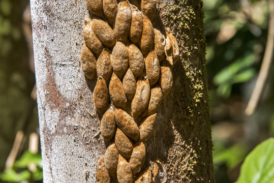 Marandova Images – Browse 5 Stock Photos, Vectors, and Video | Adobe Stock