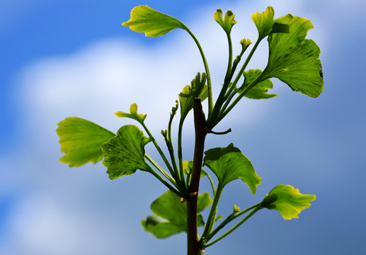 Ginkopsida Images – Browse 41 Stock Photos, Vectors, and Video | Adobe ...