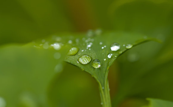 Ginkopsida Images – Browse 46 Stock Photos, Vectors, and Video | Adobe ...
