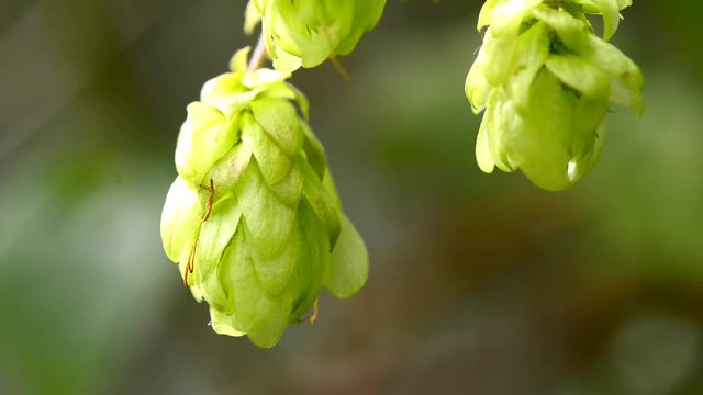 Hopfenzapfen bilder – Bläddra bland 112 stockfoton, vektorer och videor ...