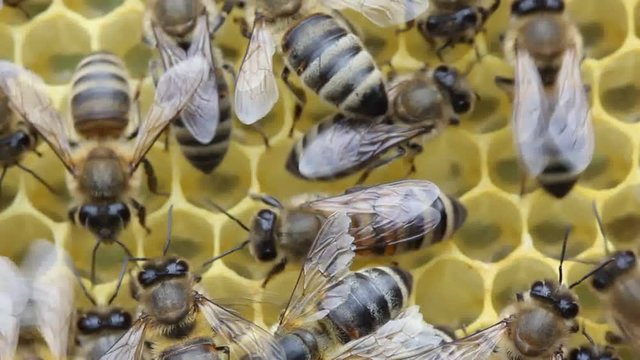 "Young Bee" Bilder – Durchsuchen 122 Archivfotos, Vektorgrafiken und ...