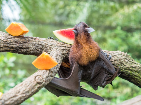 รูปภาพPteropus – เลือกดูภาพถ่ายสต็อก เวกเตอร์ และวิดีโอ3,027 | Adobe Stock