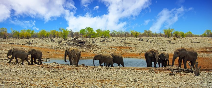 Bushveld Images – Browse 10,982 Stock Photos, Vectors, and Video ...