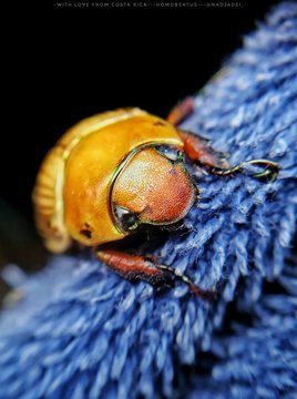 Beattle Images – Browse 67 Stock Photos, Vectors, and Video | Adobe Stock