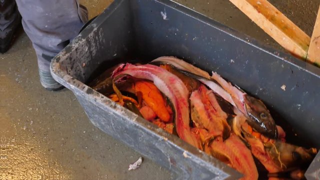 "Fish Entrails" Images – Browse 19 Stock Photos, Vectors, and Video ...