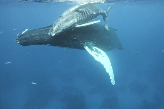 รูปภาพBaleen – เลือกดูภาพถ่ายสต็อก เวกเตอร์ และวิดีโอ8,868 | Adobe Stock