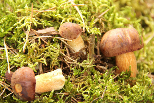 「Braunkappe」の写真素材 | 626件の無料イラスト画像 | Adobe Stock