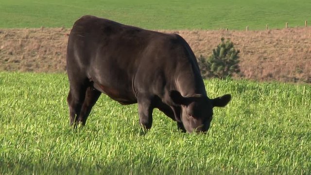 Cattle Angus Images – Browse 110,707 Stock Photos, Vectors, and Video ...