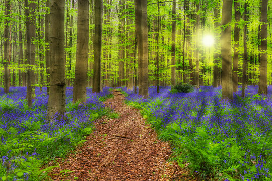 Hallerbos Images – Browse 28 Stock Photos, Vectors, and Video | Adobe Stock