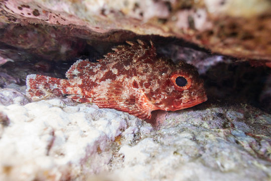 "Rascasse Rouge" Images – Browse 13 Stock Photos, Vectors, and Video | Adobe Stock
