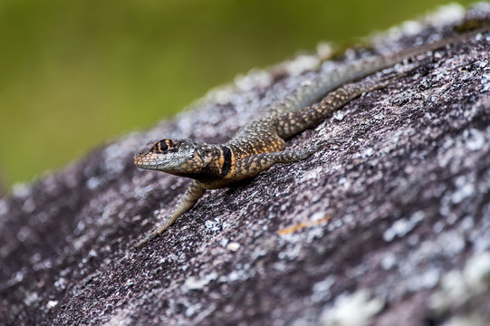 รูปภาพTropiduridae – เลือกดูภาพถ่ายสต็อก เวกเตอร์ และวิดีโอ168 | Adobe ...