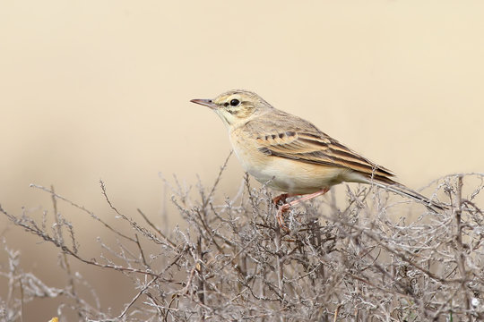 Titlark bilder – Bläddra bland 7,307 stockfoton, vektorer och videor ...