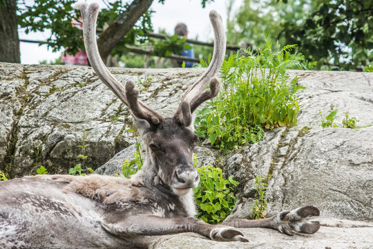 Renar Bilder – Durchsuchen 33 Archivfotos, Vektorgrafiken und Videos ...