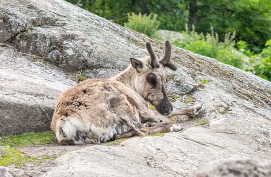 Renar Bilder – Durchsuchen 33 Archivfotos, Vektorgrafiken und Videos ...
