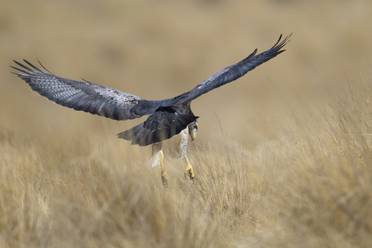 Imágenes de Pajonal: descubre bancos de fotos, ilustraciones, vectores ...