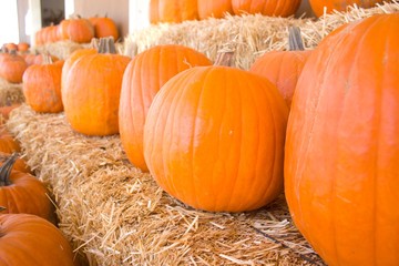 Pumpkins photos, royalty-free images, graphics, vectors & videos ...