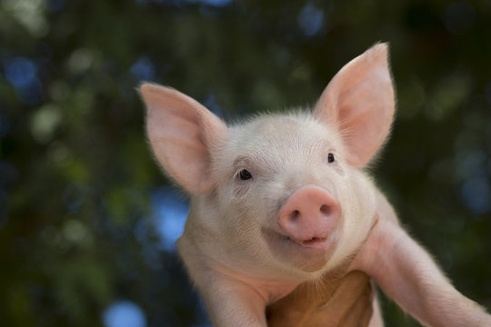 Ferkel Bilder – Durchsuchen 162,239 Archivfotos, Vektorgrafiken und ...