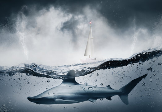 รูปภาพ"Requin – เลือกดูภาพถ่ายสต็อก เวกเตอร์ และวิดีโอ2,840 | Adobe Stock