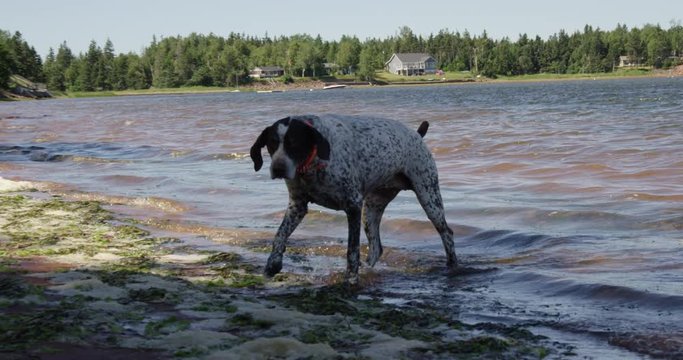 Gsp Images – Browse 1,209 Stock Photos, Vectors, and Video | Adobe Stock