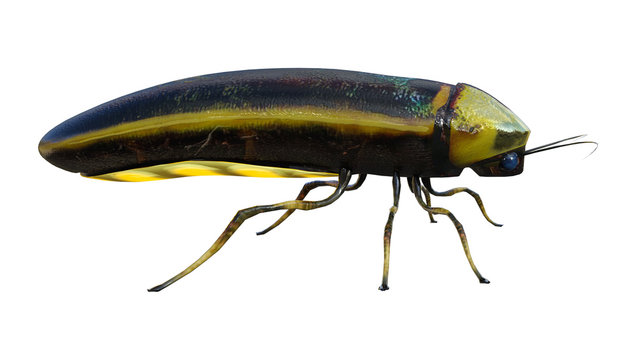 Firefly White Background Images – Browse 3,291 Stock Photos, Vectors ...